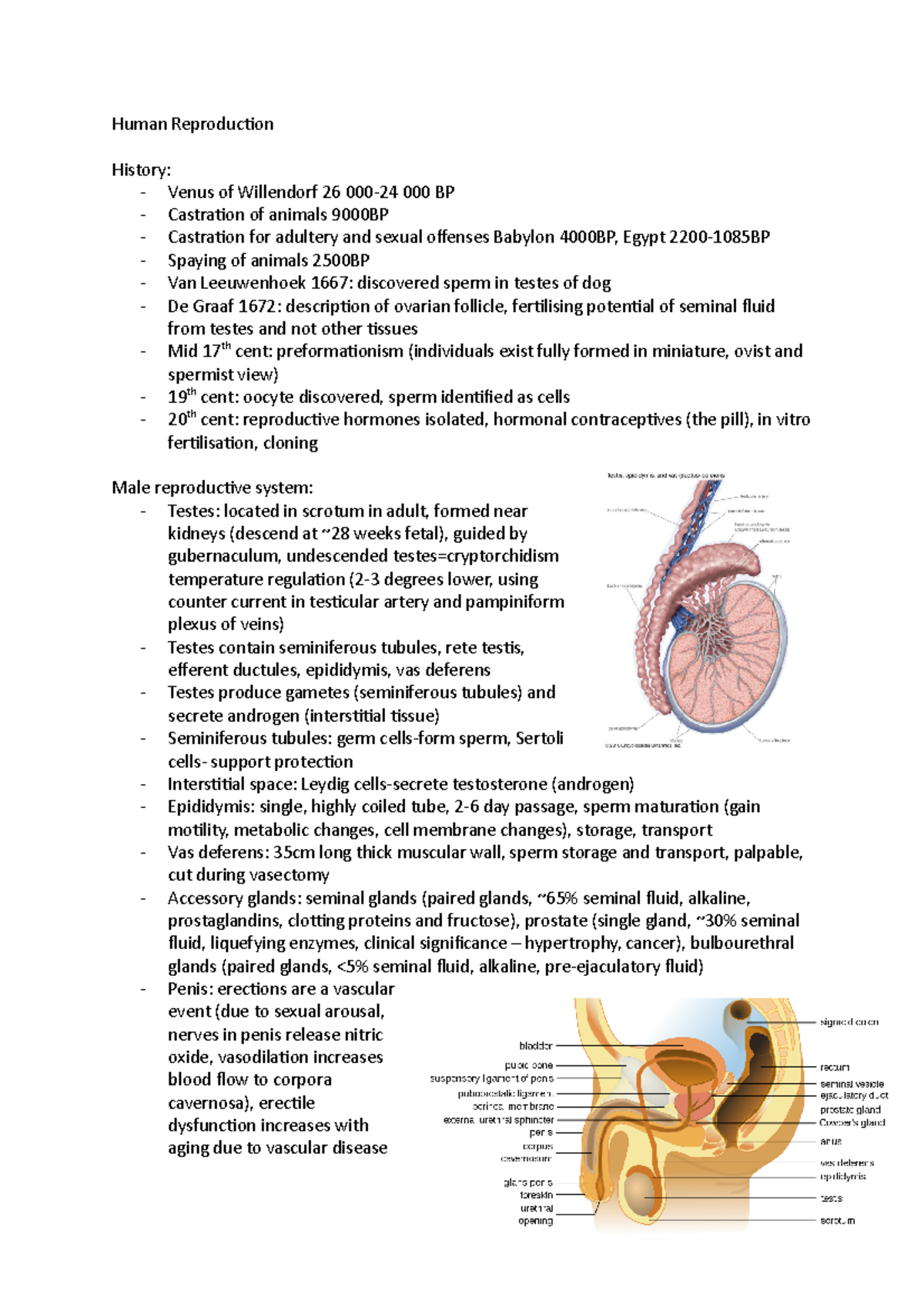 Human Reproduction - Human Reproduction History: - Venus of Willendorf ...