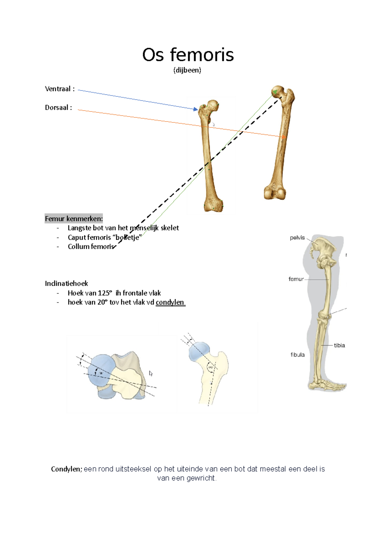 Os femoris - Os femoris (dijbeen) Ventraal : Dorsaal : Femur kenmerken ...