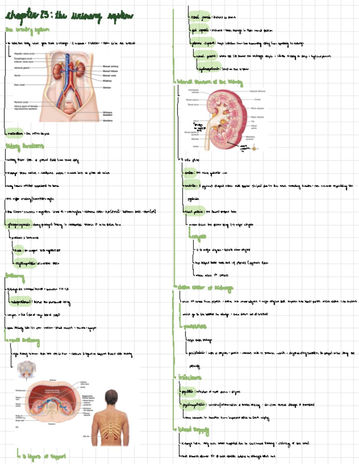 Chapter 23 the urinary system - Chapter 23: the urinary system renal ...