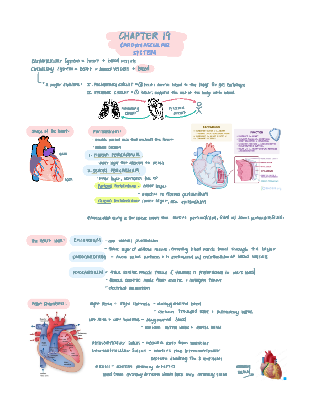 A&P2 CH19 Written Notes 📝 - CHAPTER 19 CARDIOVASCULAR SYSTEM ...