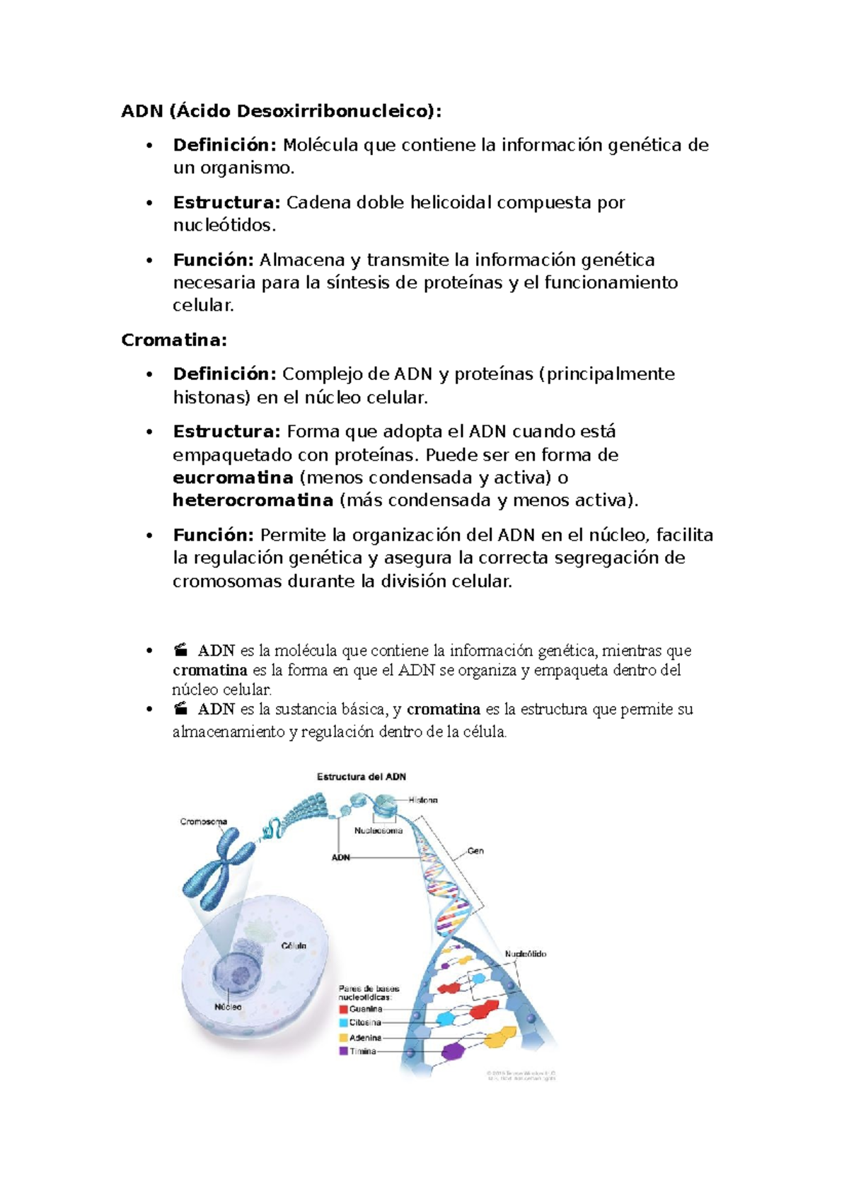 ADN Y Leyes DE Mendel - APUNTES DE GENETICA - ADN (Ácido ...