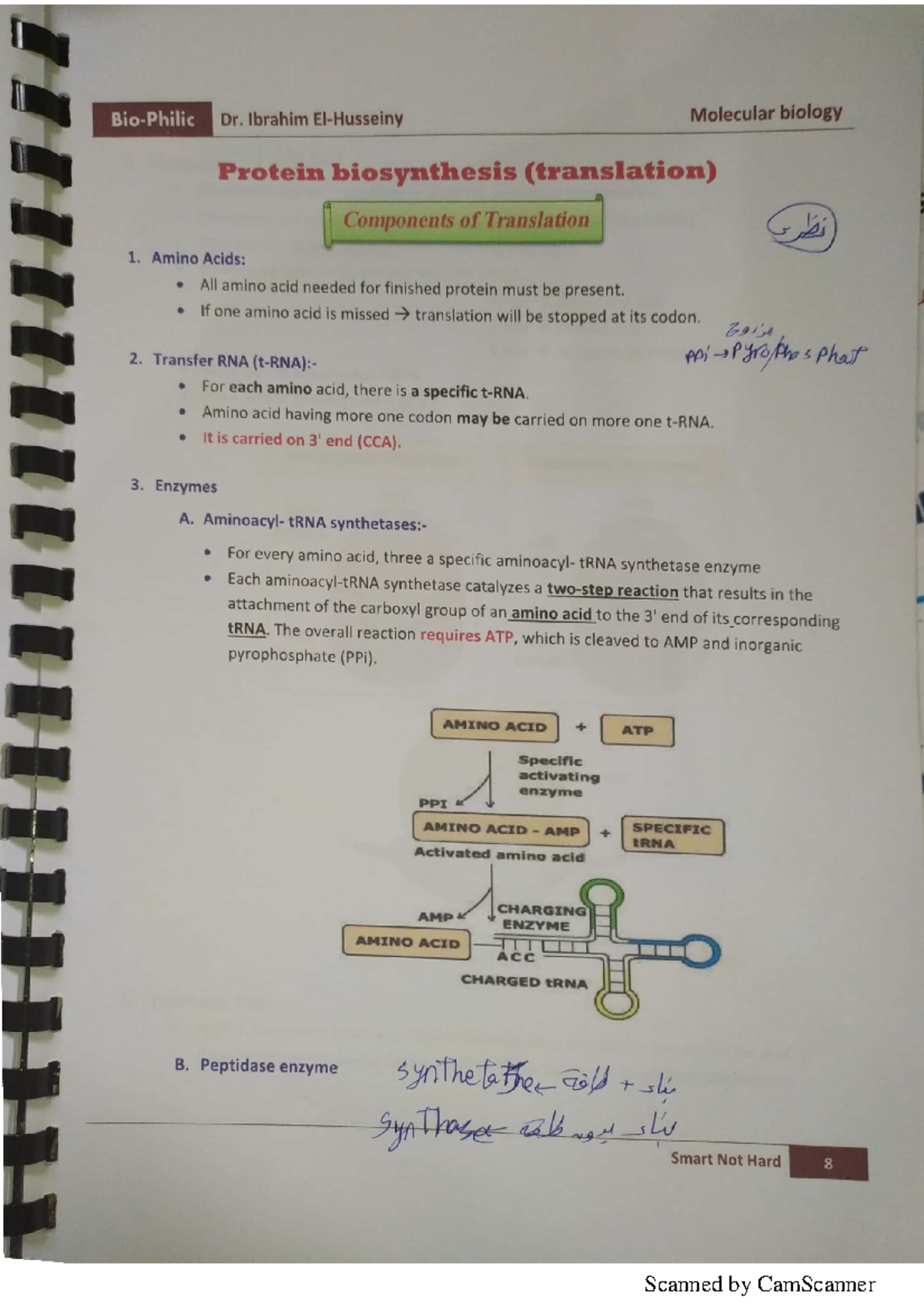 Protein synthesis (translation) - physiology pathology - Studocu