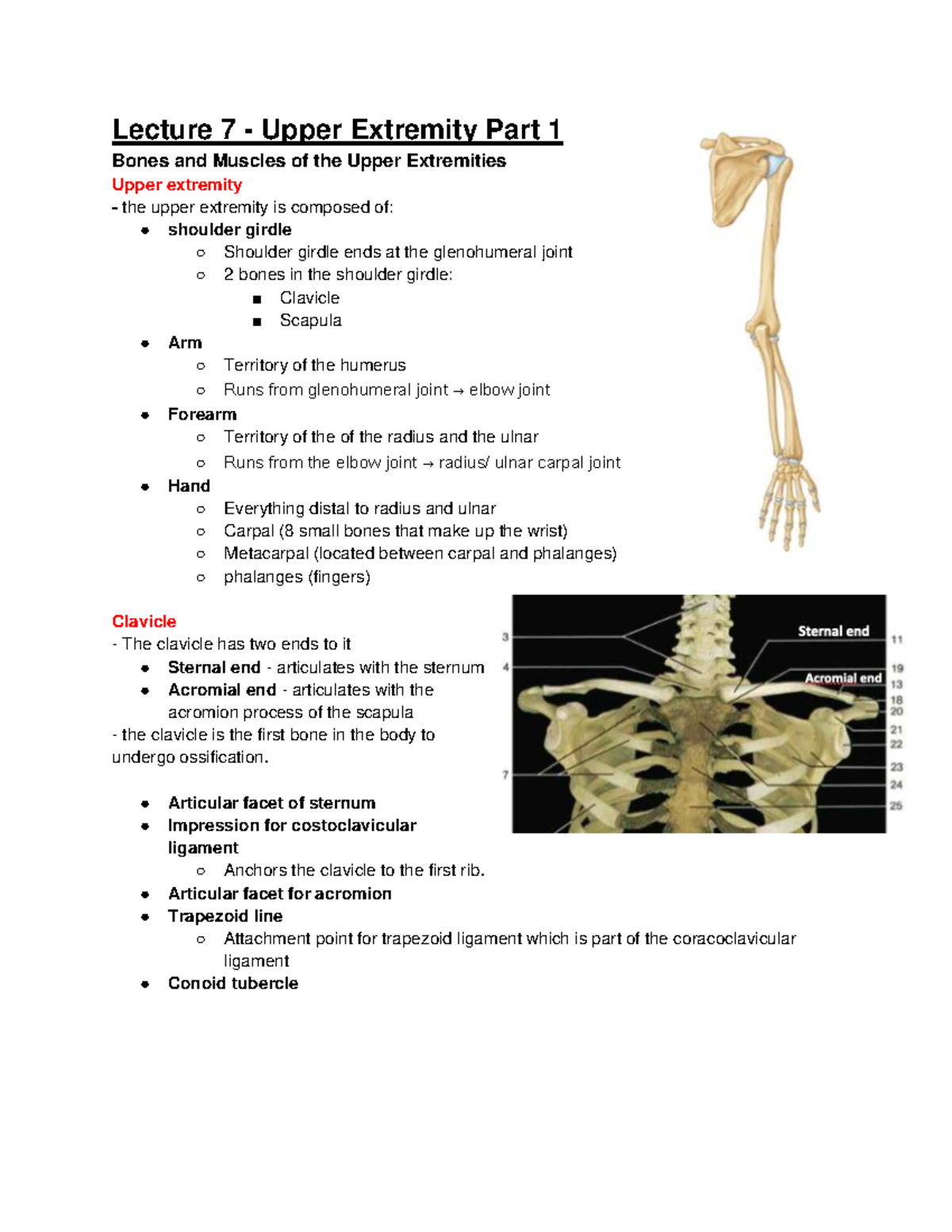 Lecture 7 UE pt 1 - dr jackowe - Lecture 7 - Upper Extremity Part 1 ...