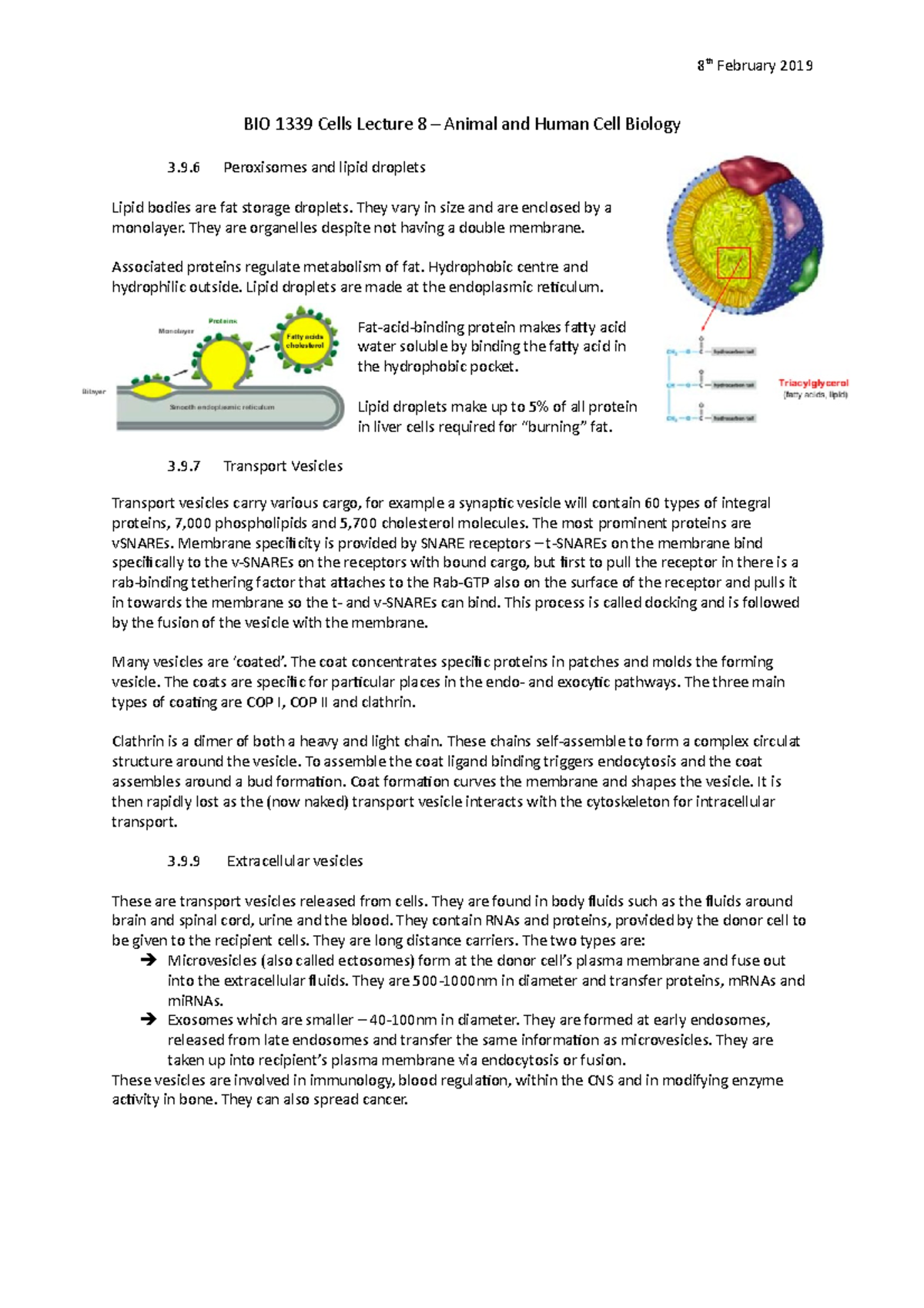BIO 1339 Lecture 8 - Animal and Human Cell Biology - 8 th February 2019 ...