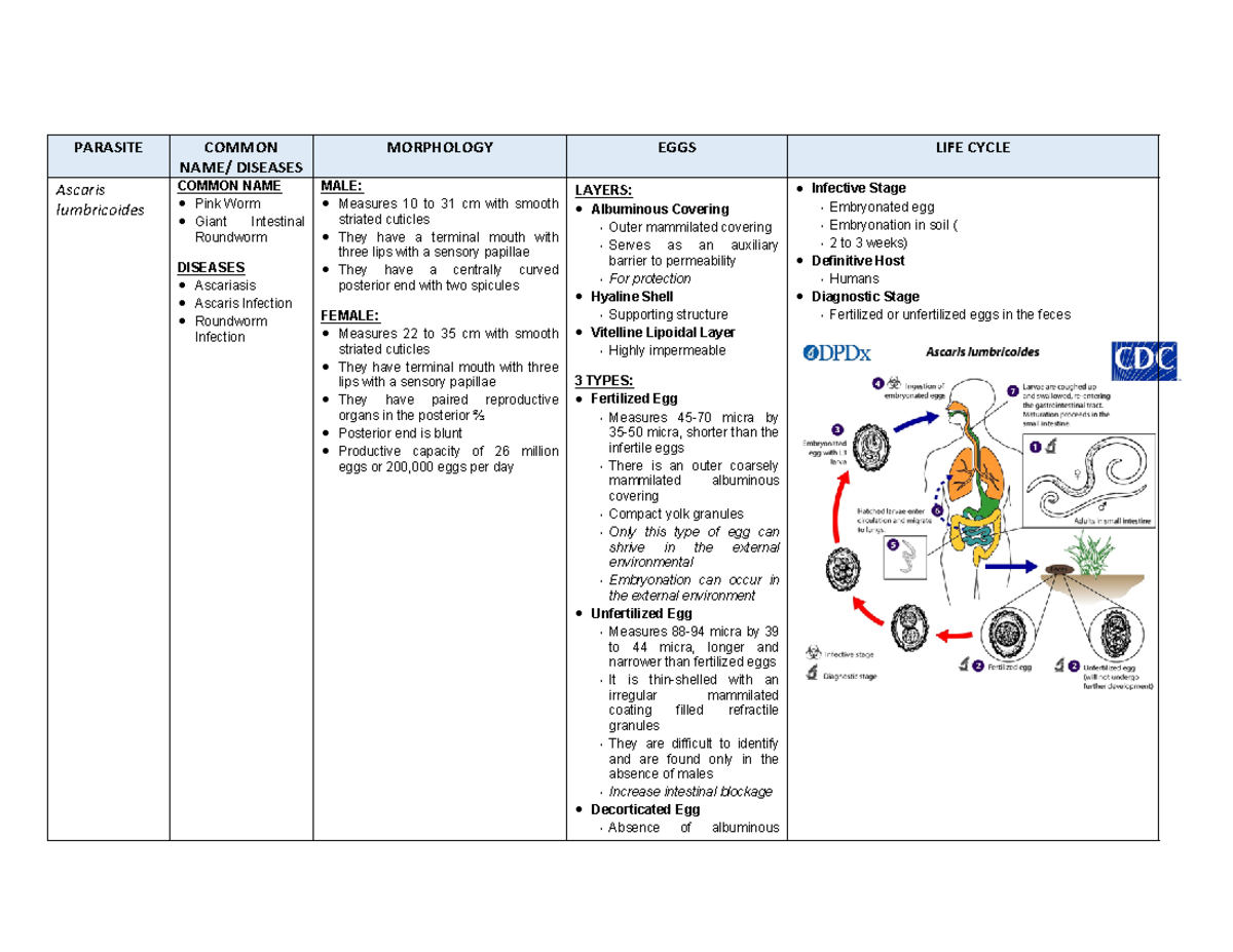 table (nematode) - PARASITE COMMON NAME/ DISEASES MORPHOLOGY EGGS LIFE ...