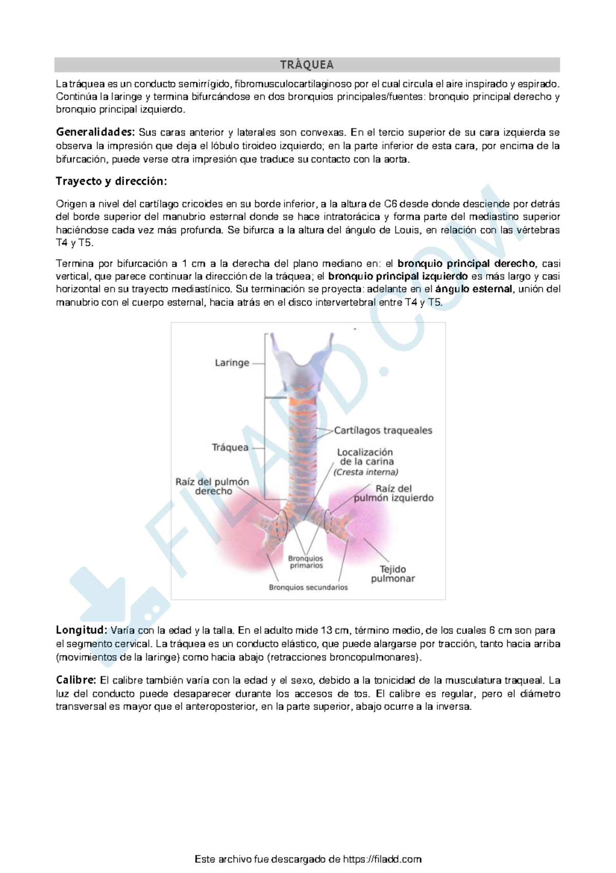 Traquea - TRÁQUEA La tráquea es un conducto semirrígido ...