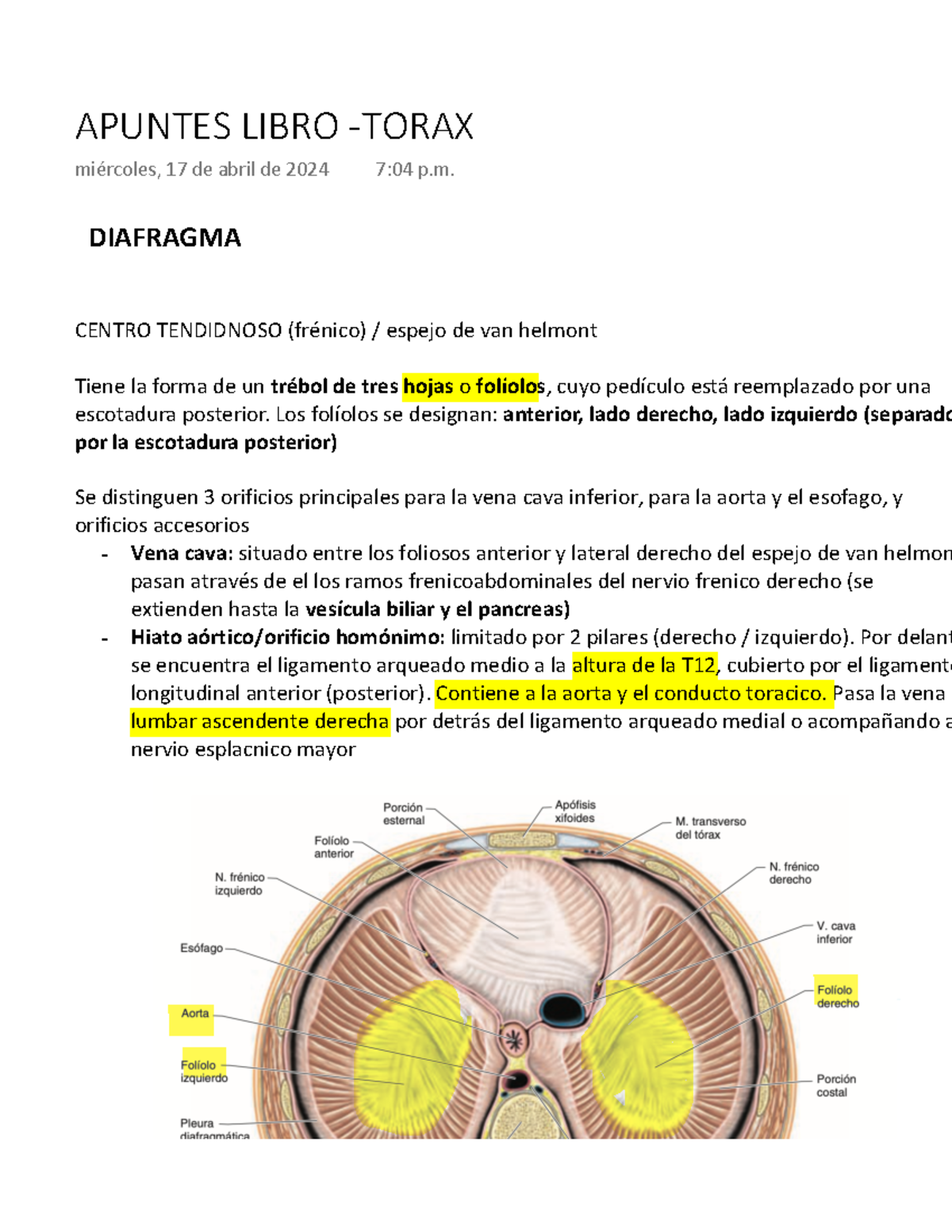 Apuntes Libro - Torax - CENTRO TENDIDNOSO (frénico) / espejo de van ...