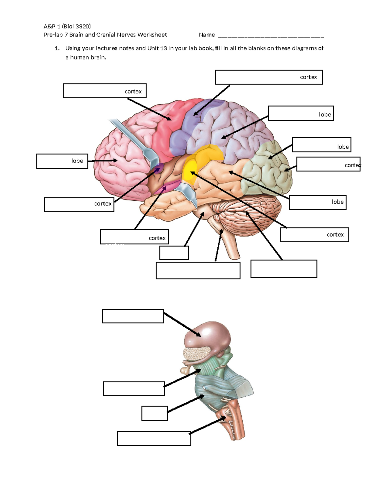 Pre-lab 7 brain and cranial nerves Anatomy 1 - A&P 1 (Biol 3320) Pre ...
