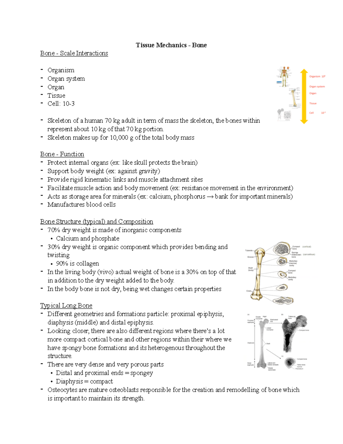 L1 - Professor Pearsall - Tissue Mechanics - Bone Bone - Scale ...