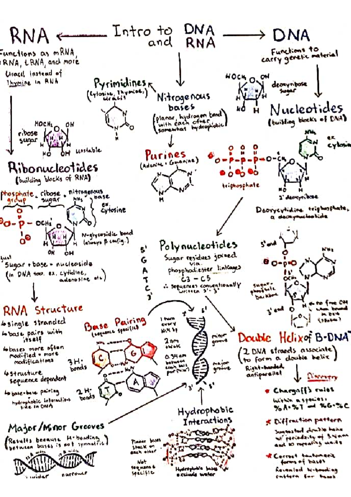 Biochemistry flowchart - Bio-Chemistry (Lec/lab) - Studocu