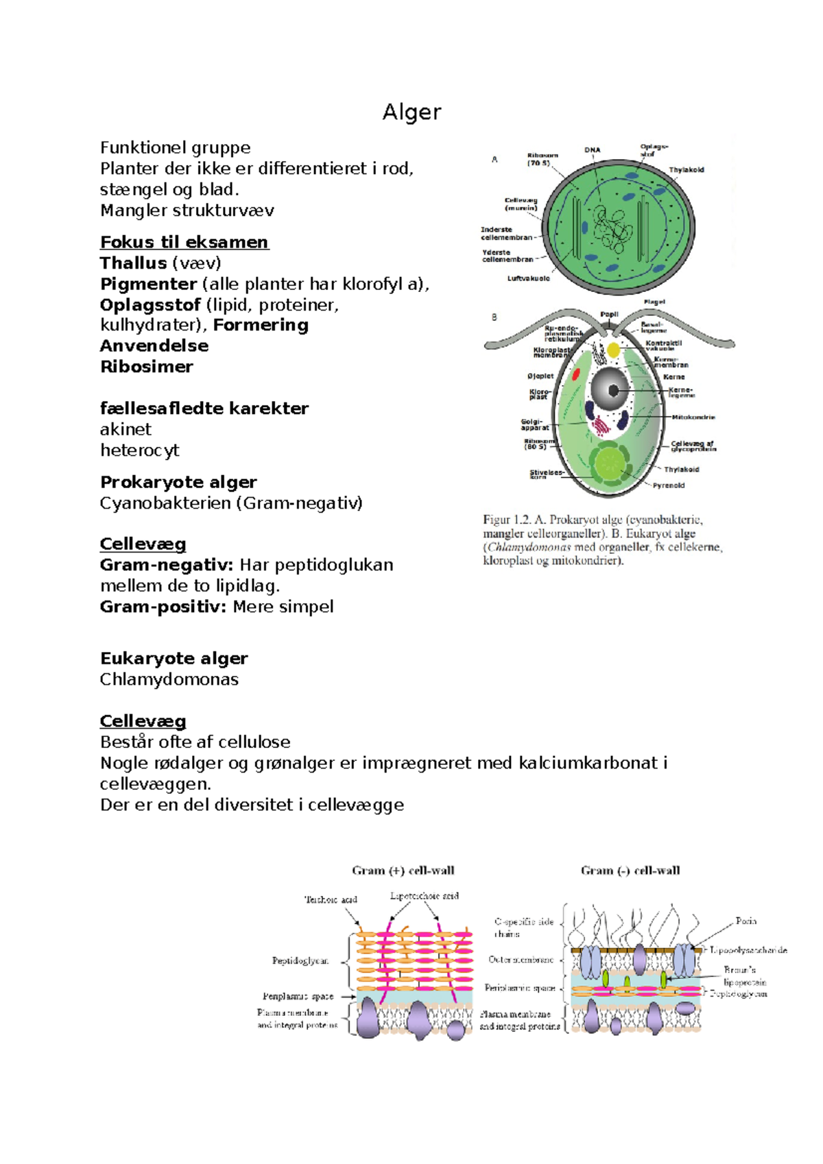 Alger - Alger Funktionel gruppe Planter der ikke er differentieret i ...