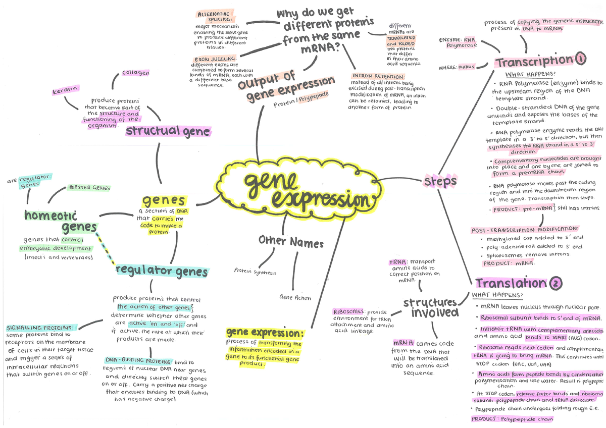 Gene Expression Mindmap - Studocu