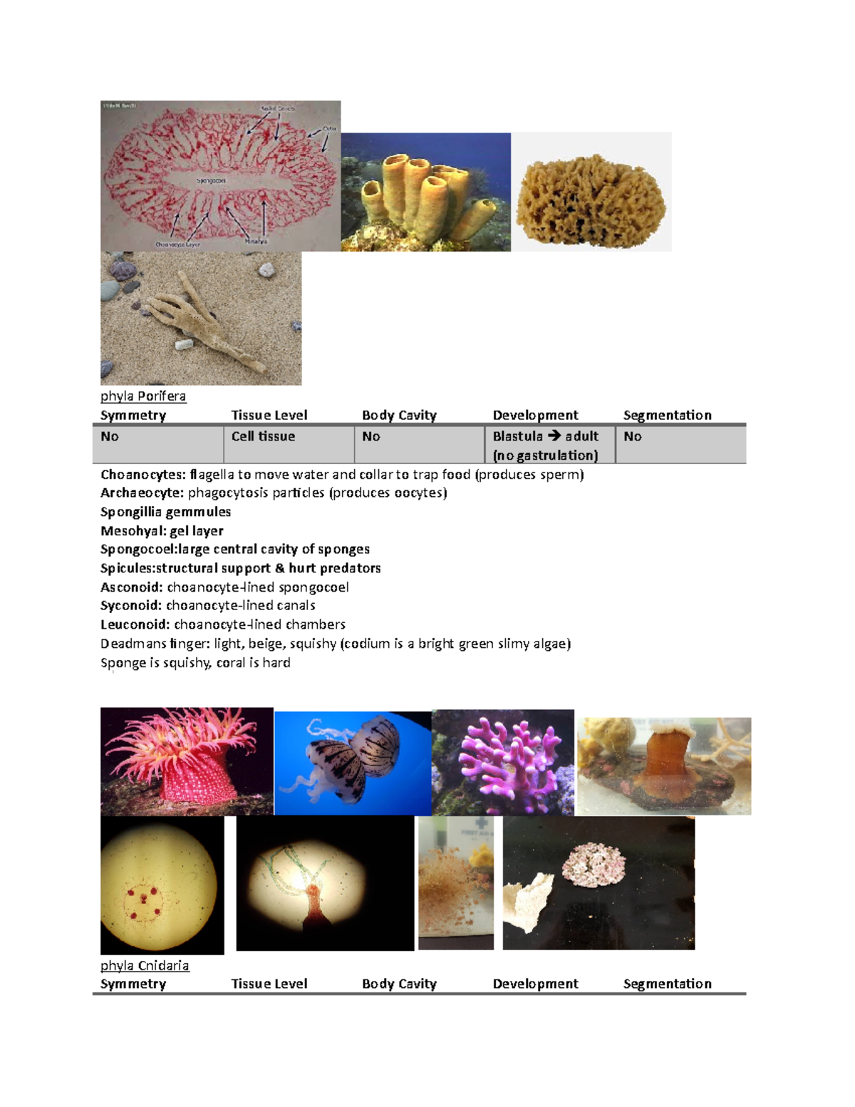 Exam study guide December 2017, questions and answers - phyla Porifera ...