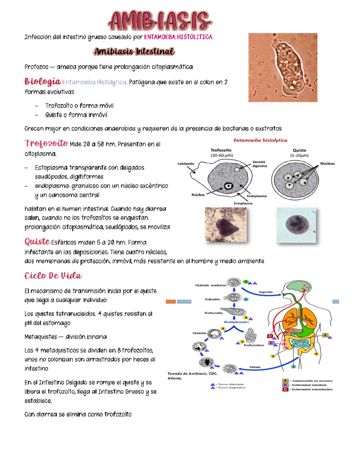 Amibiasis - Microbiología y Parasitología - − − − − • • • • • • Rara ...