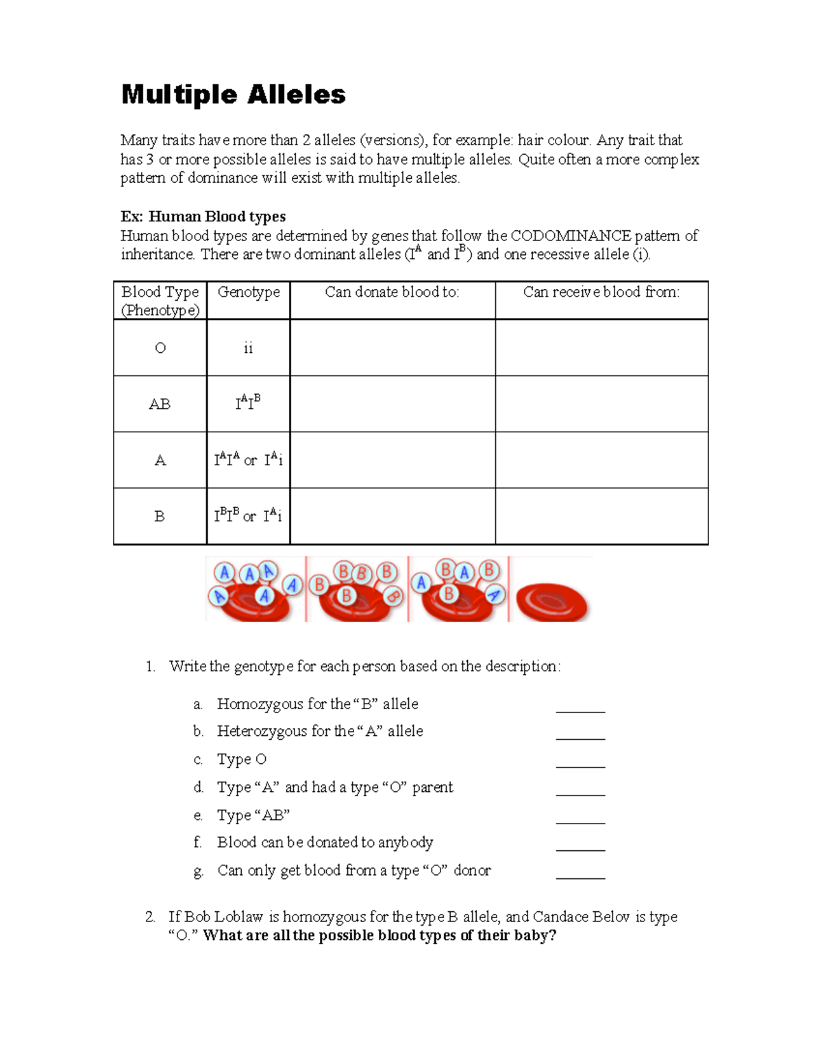 Multiple+alleles+worksheet - Multiple Alleles Many traits have more ...