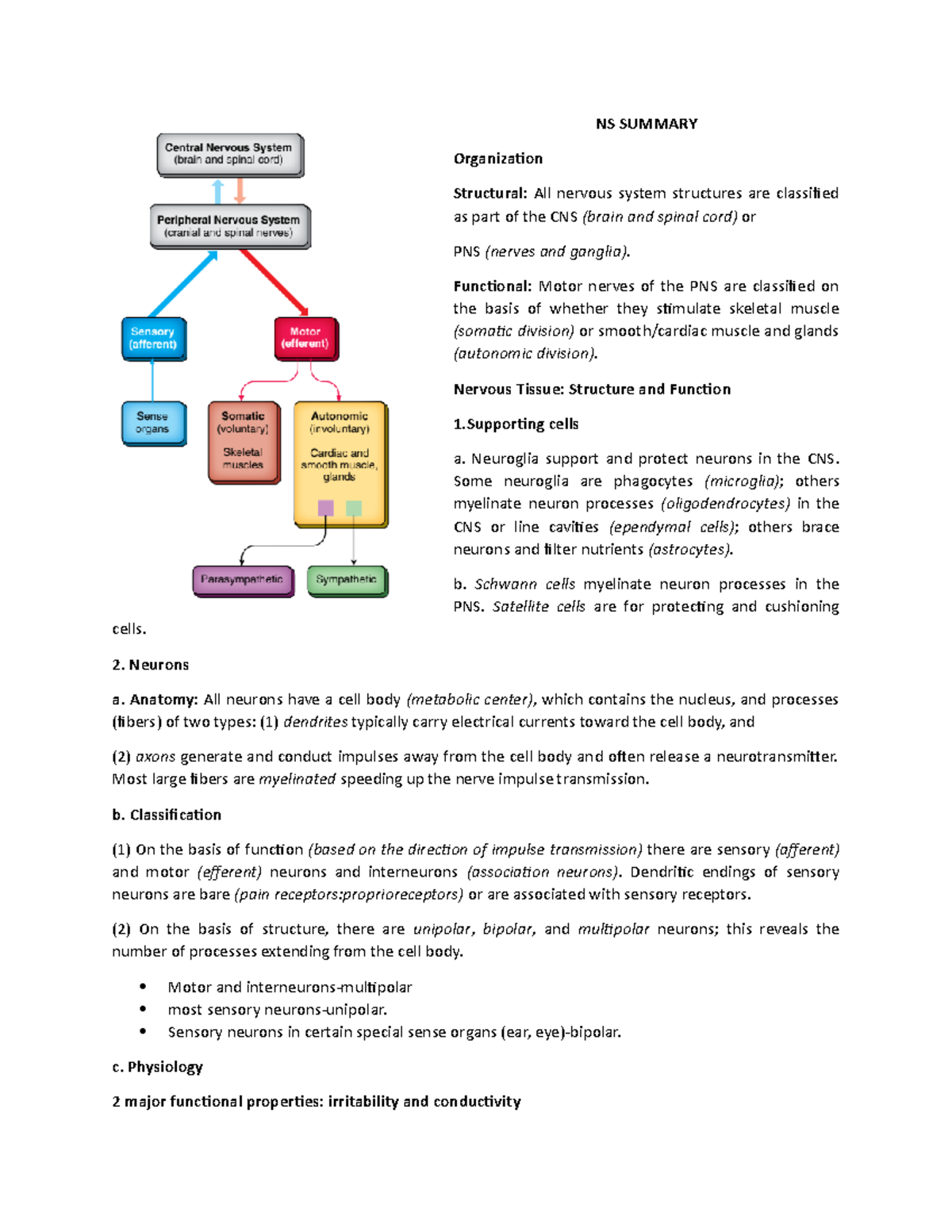 Nervous System - Summary - NS SUMMARY Organization Structural: All ...