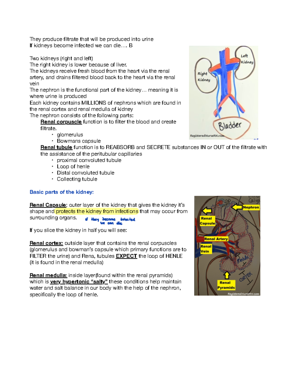 Urinary system Play Posits - They produce filtrate that will be ...