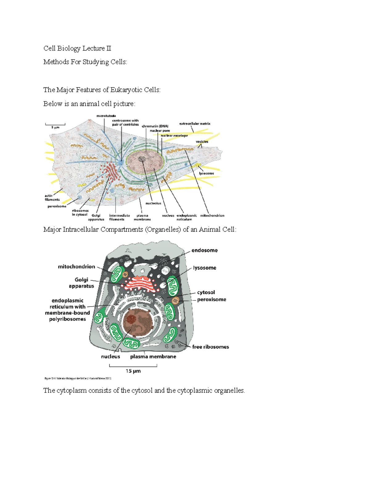 Cell Biology Lecture II - Cell Biology Lecture II Methods For Studying ...