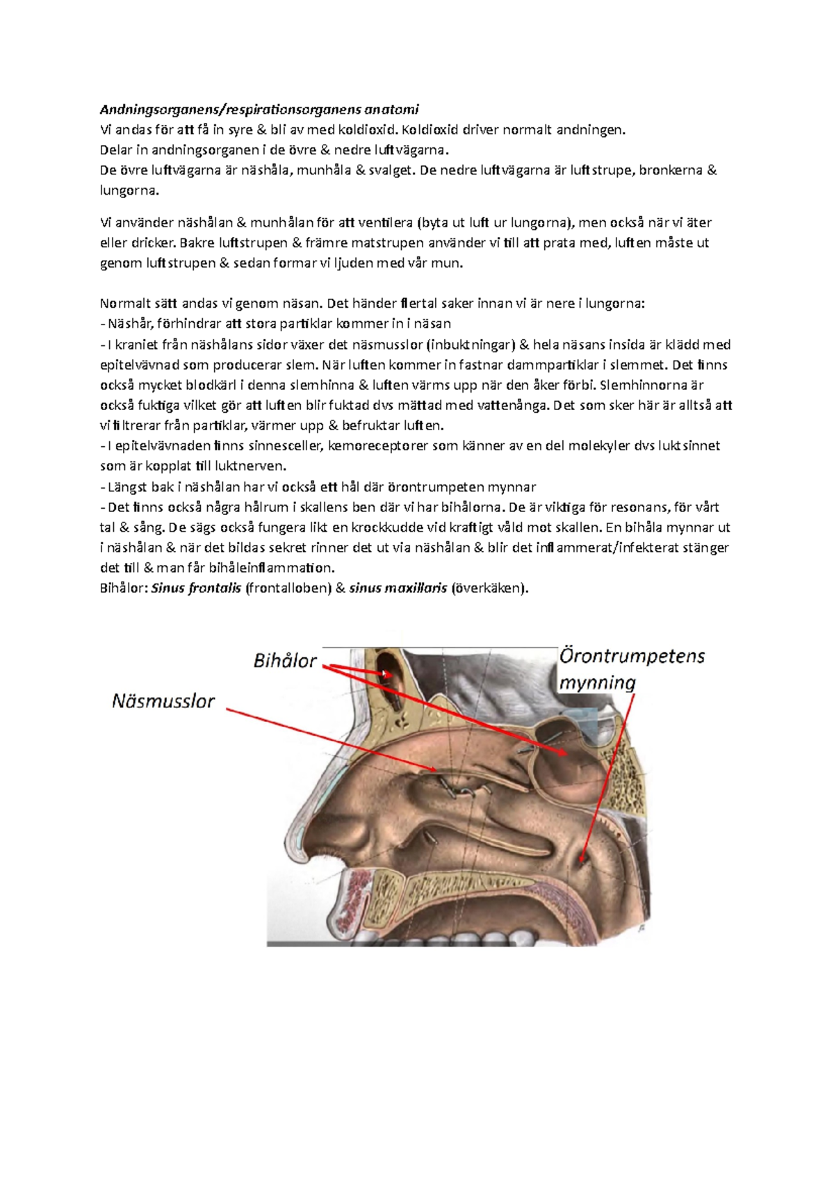 Andningsorgan anatomi - Andningsorganens/respirationsorganens anatomi ...