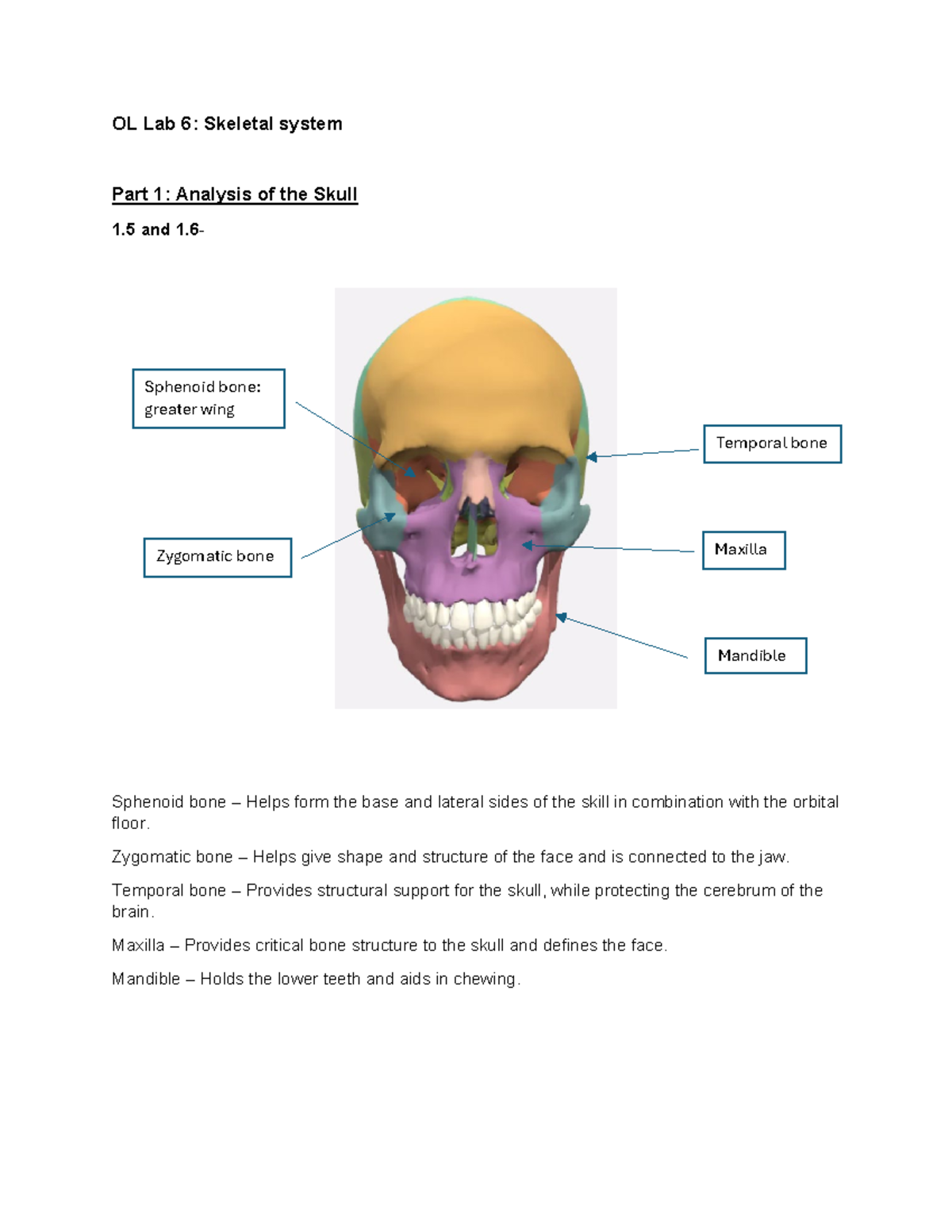 BIOS251 WK6 Virtual Lab - Skeletal System - OL Lab 6: Skeletal system Part 1: Analysis of the ...