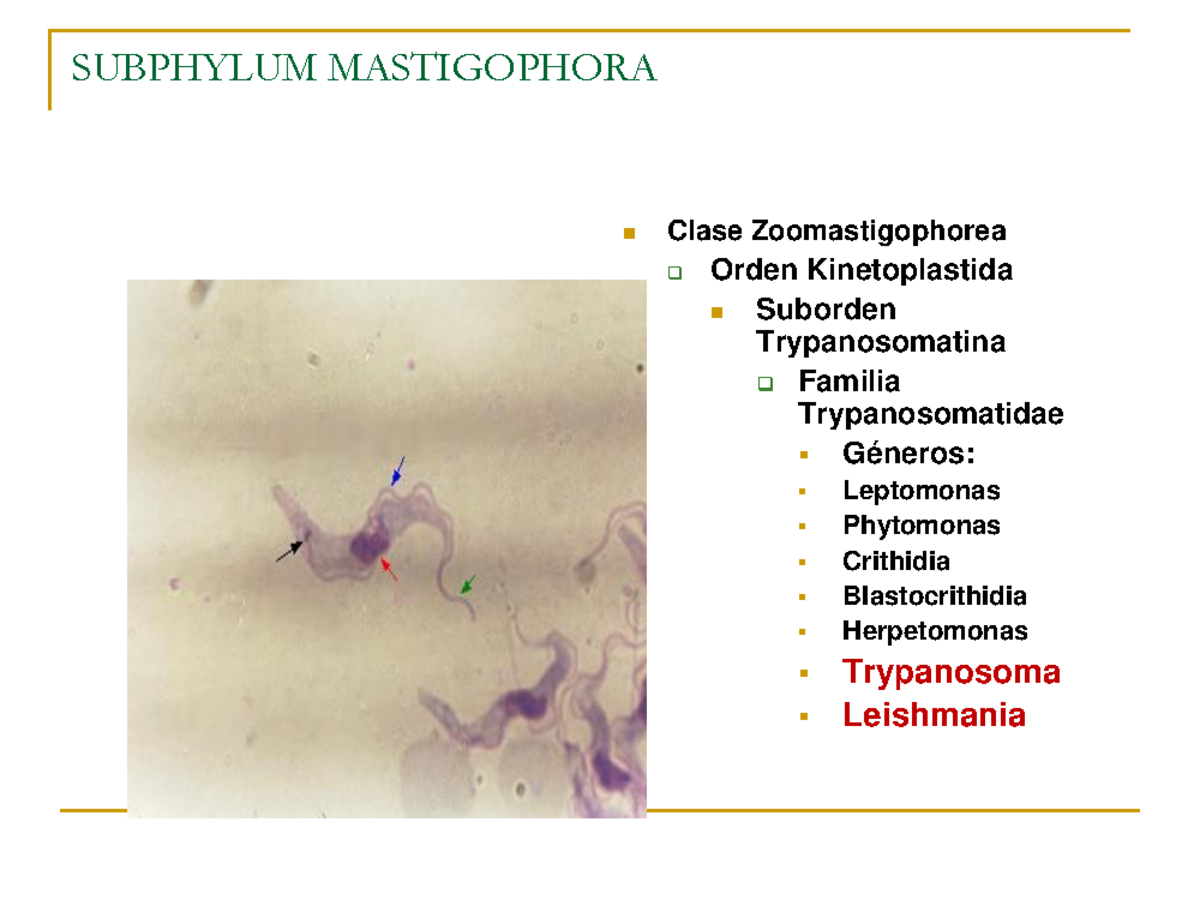 Diapositivas - Subphylum Mastigophora-Trypanosoma - SUBPHYLUM ...