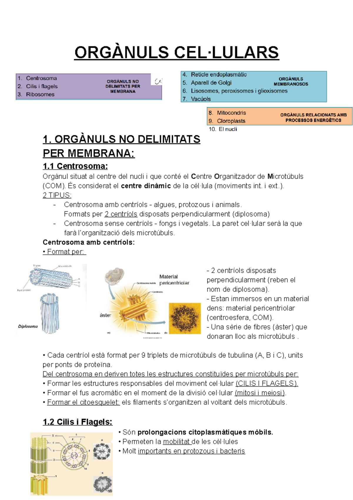 Orgànuls CEL· Lulars - ORGÀNULS CEL·LULARS 1. ORGÀNULS NO DELIMITATS PER MEMBRANA: 1 Centrosoma ...