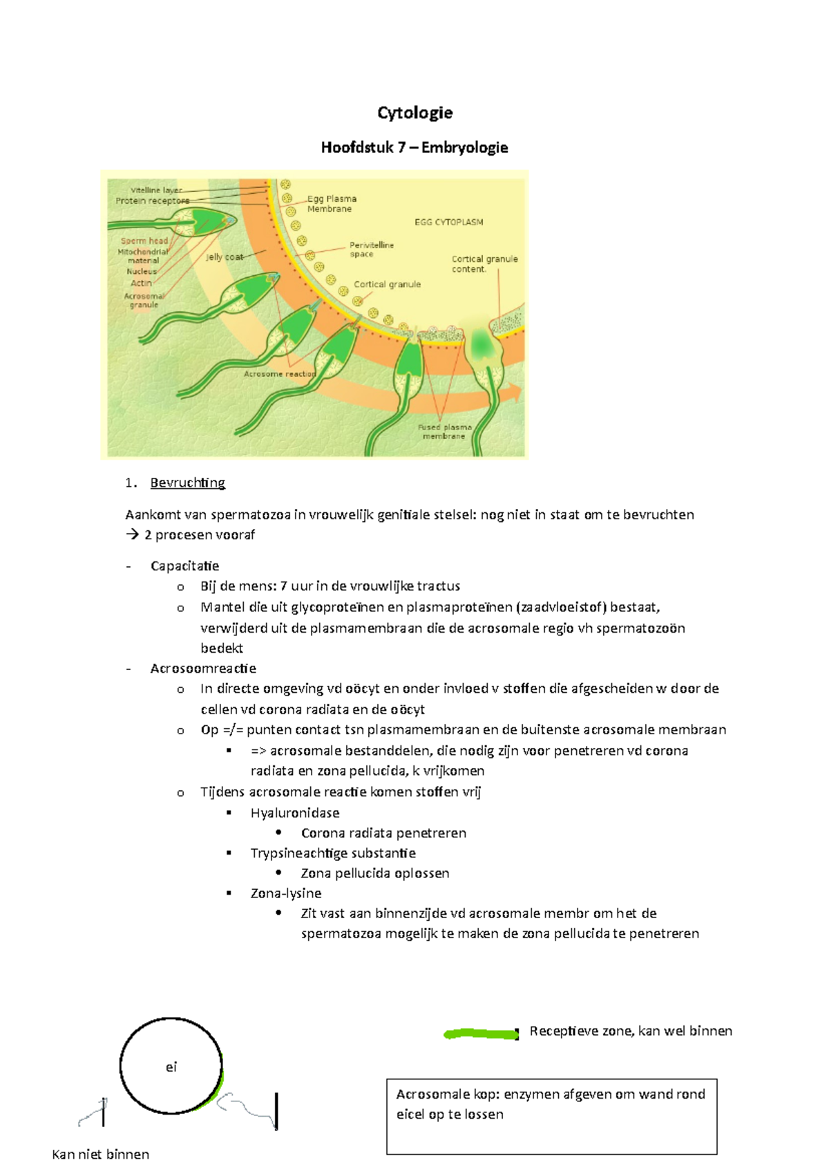 Hfst 7 - Embryologie - hoofdstuk 7 - cyto - Cytologie Hoofdstuk 7 ...