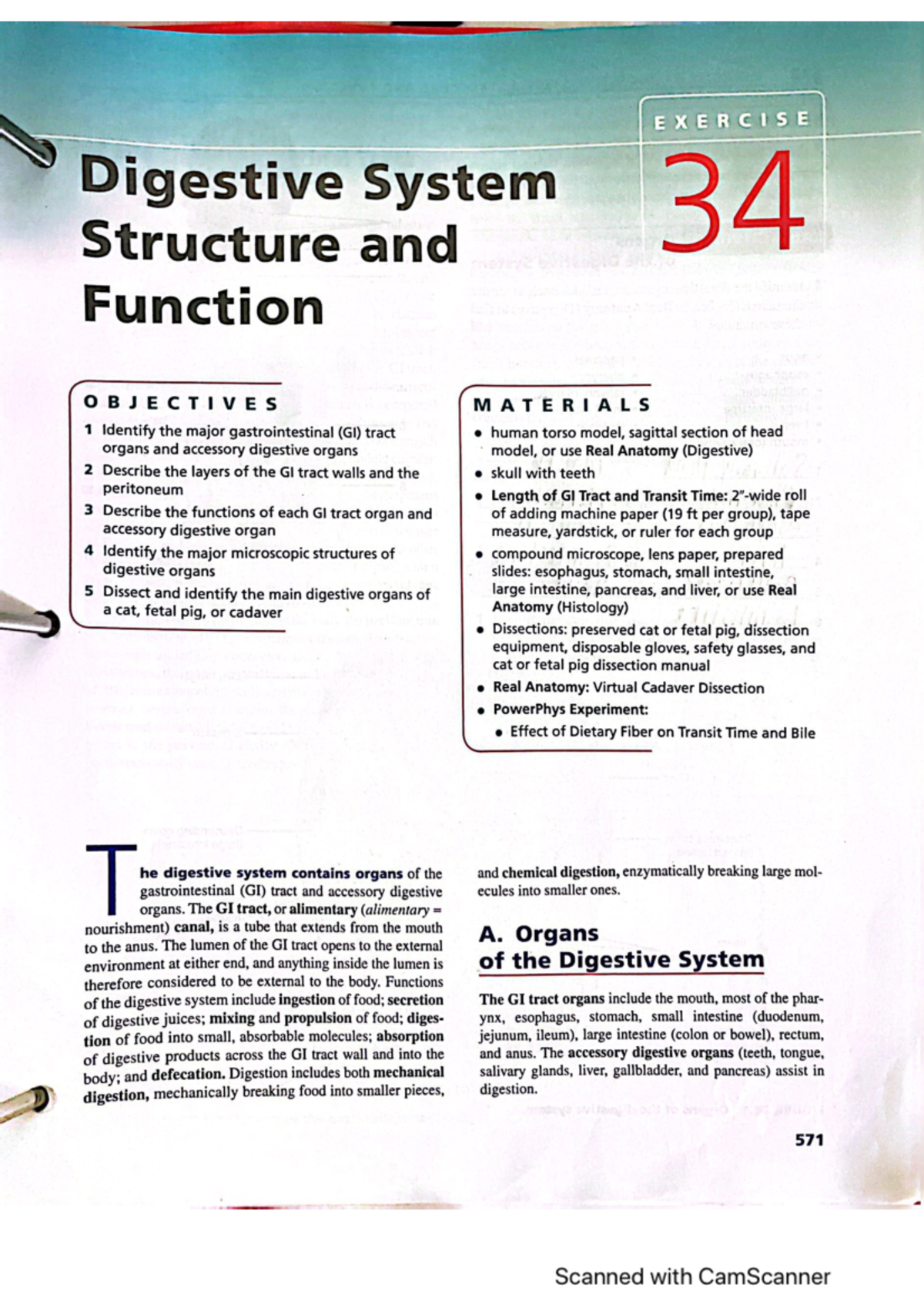 Digestive system structure and function - E x E R C I S Digestive ...