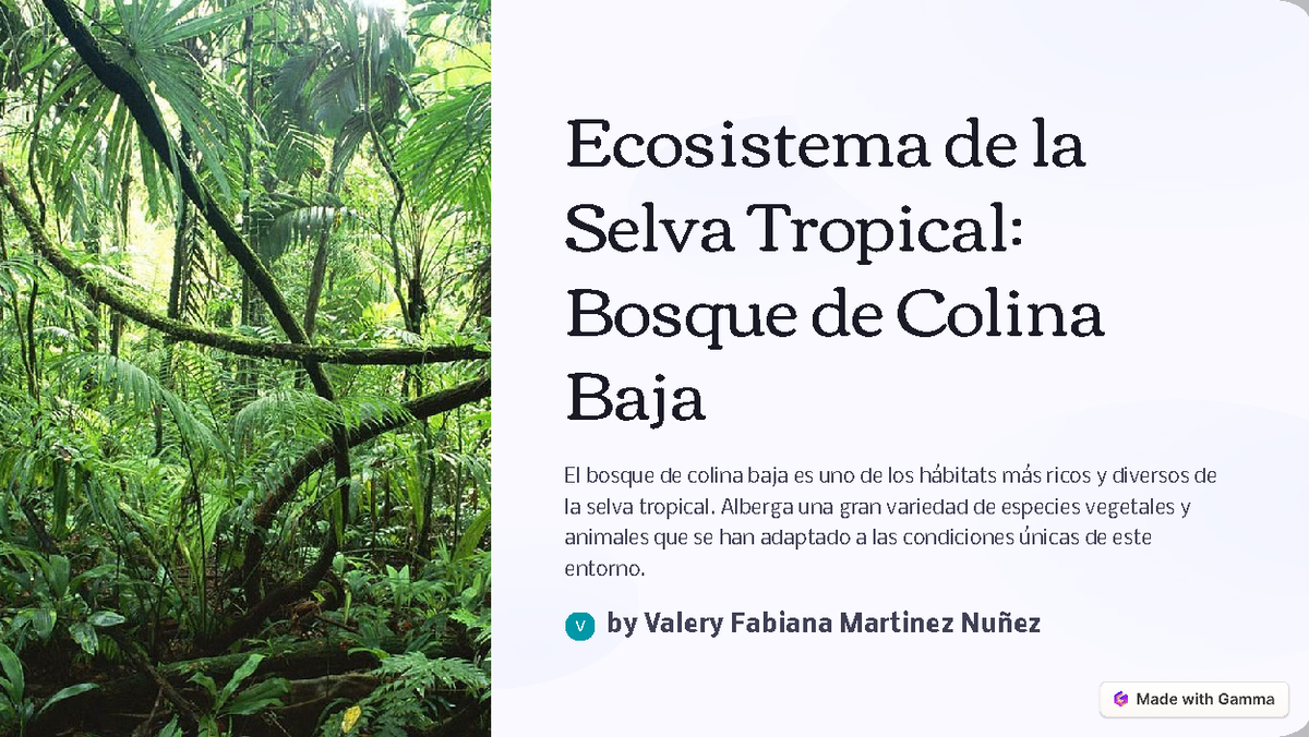 Ecosistema de la Selva Tropical Bosque de Colina Baja - Ecosistema de ...