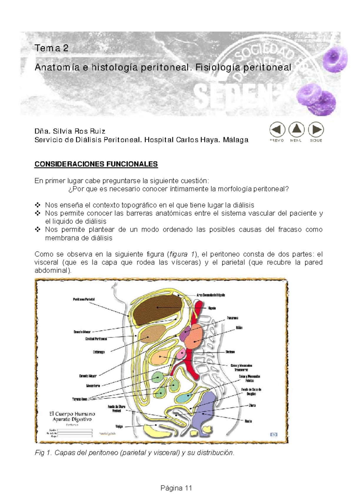 Fisiologia peritoneal - Tema 2 Anatomía e histología peritoneal ...