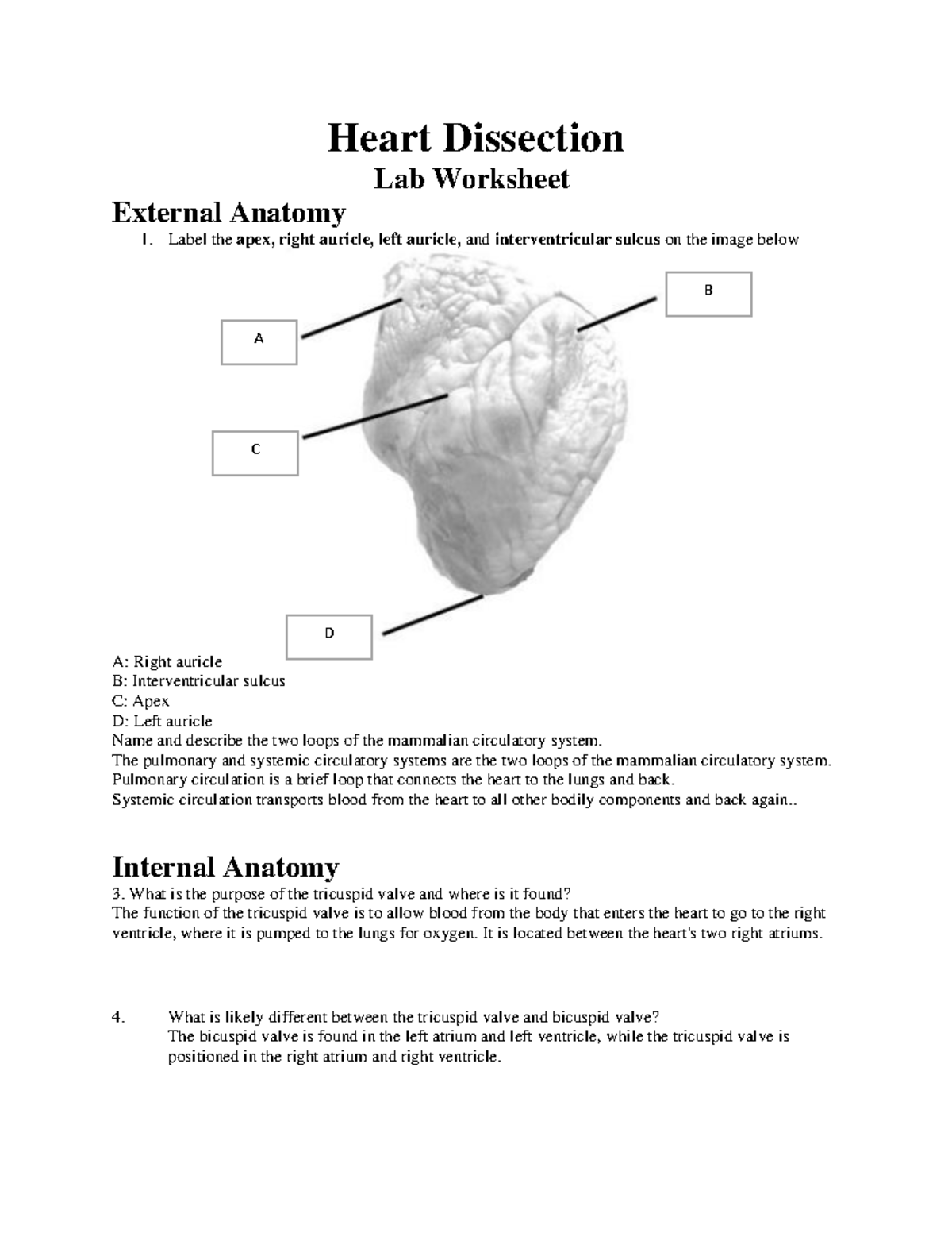 Heart Dissection Lab - Heart Dissection Lab Worksheet External Anatomy 1. Label the apex, right ...