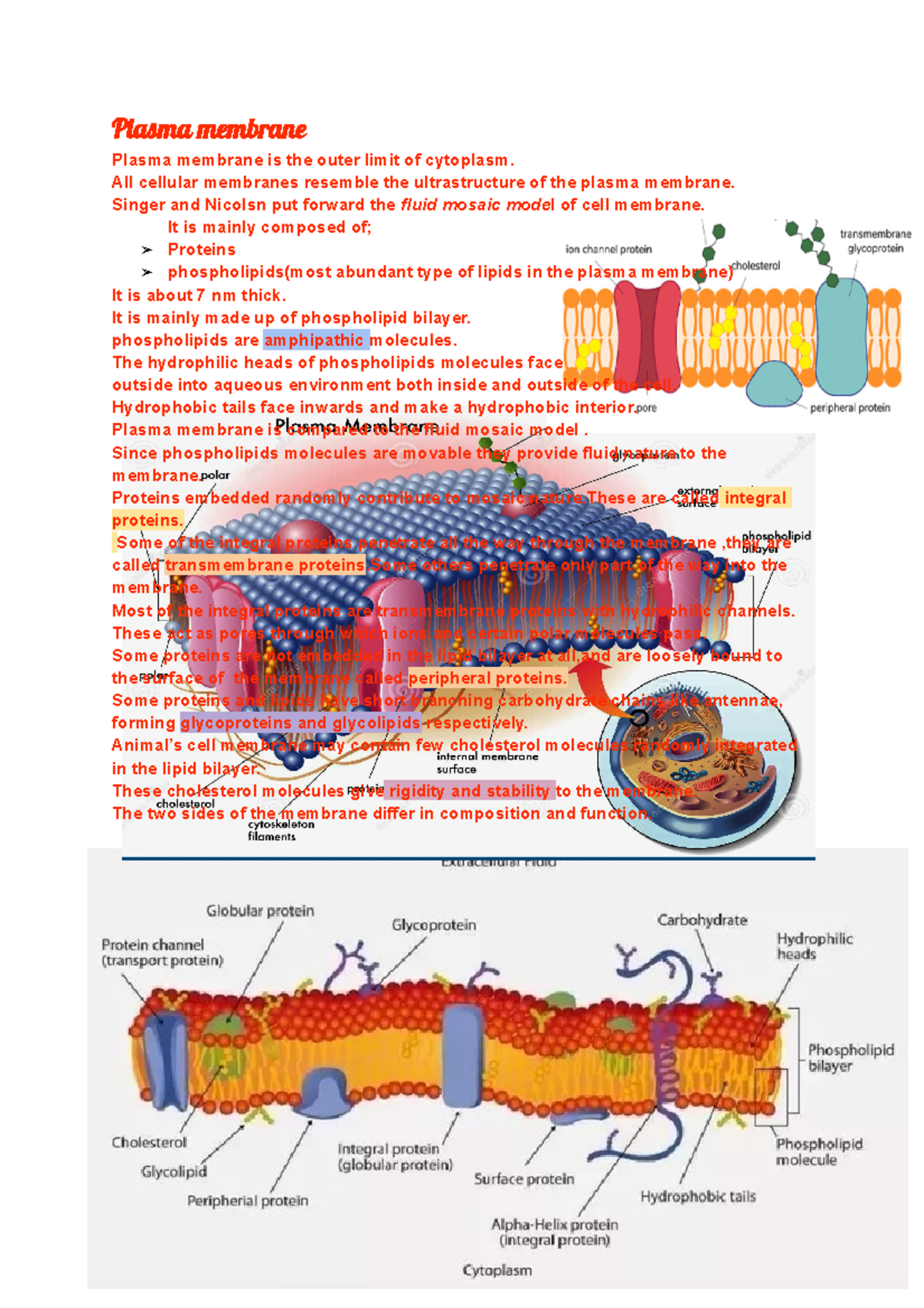 biology for beginnners - Plasma membrane Plasma membrane is the outer ...