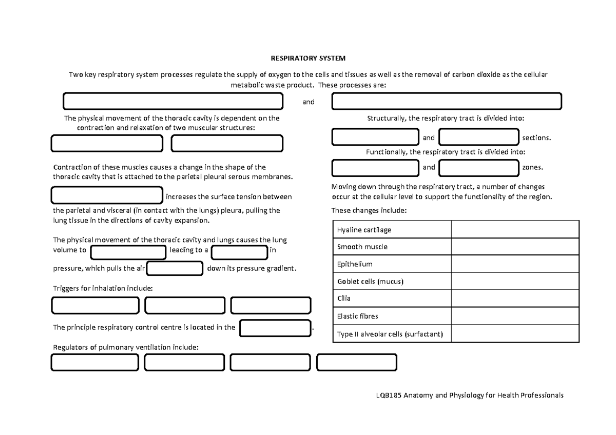 Respiratory Worksheet Student Version - LQB185 Anatomy and Physiology ...
