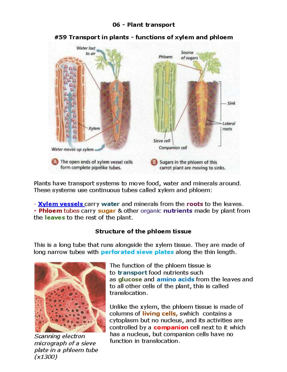 06 Plant transport Biology Notes Igcse - 06 - Plant transport #59 ...