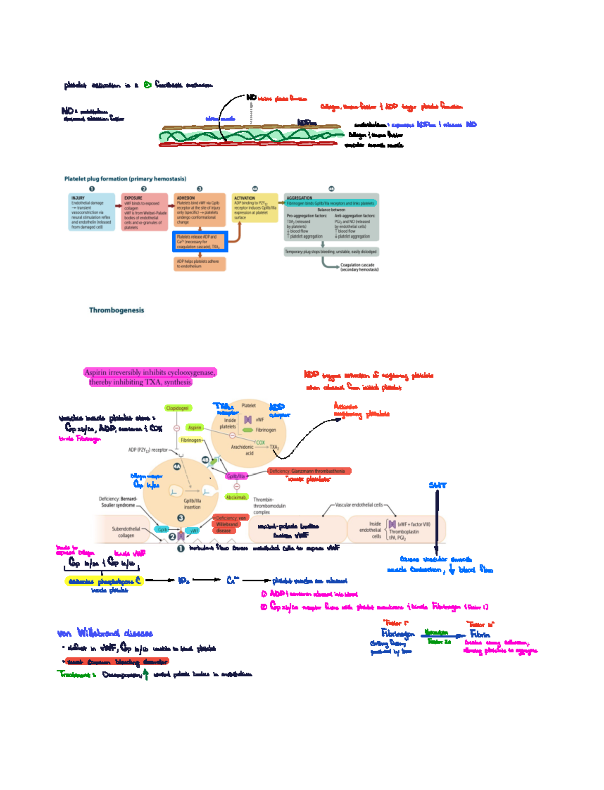 Wk14.2 Wednesday - BIO 421 - Studocu