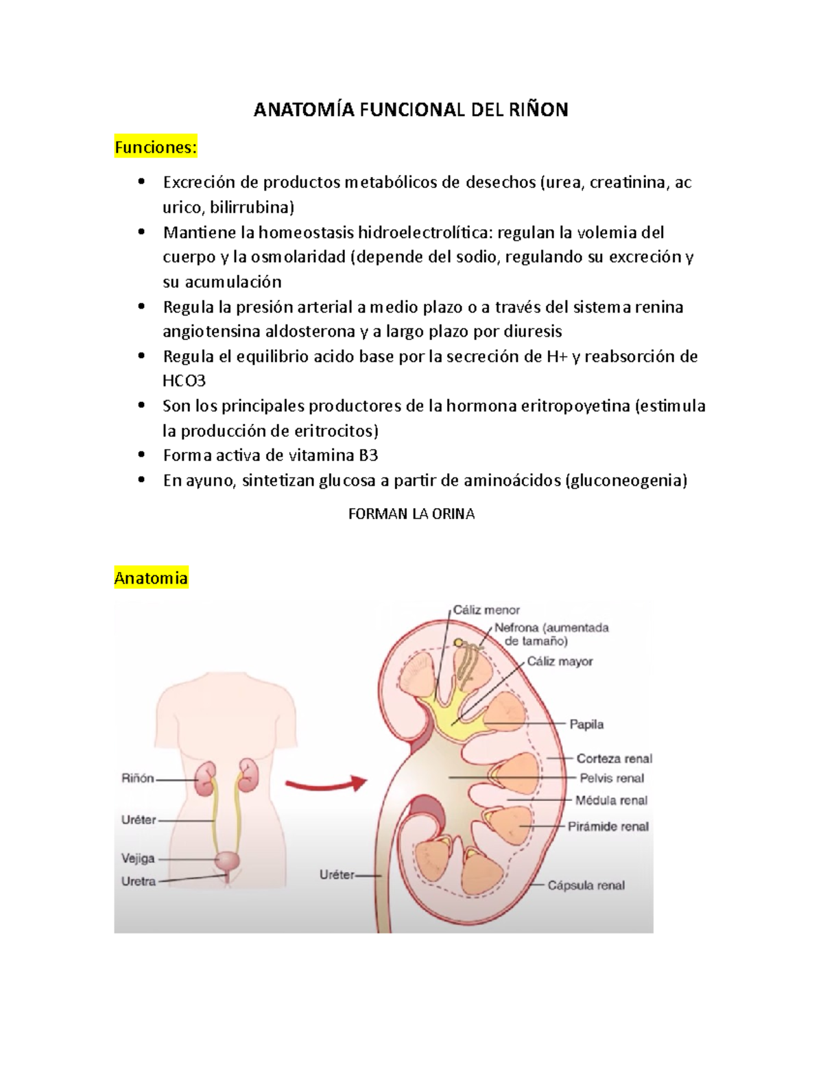 Anatomía funcional del riñon RESUMEN del Guyton - ANATOMÍA FUNCIONAL ...