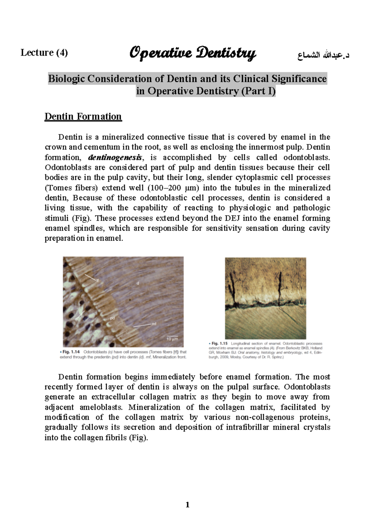 Lec 4 Dentin part I - jbkbl - Operative Dentistry Biologic Consideration of Dentin and its ...