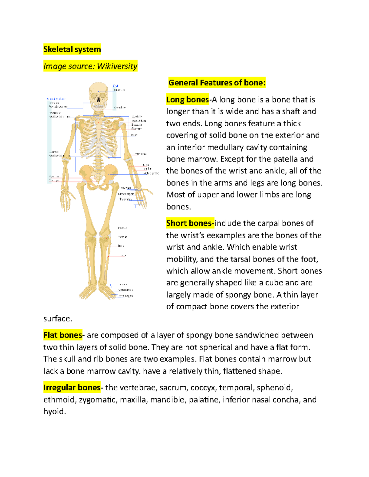 Skeletal system with Act - Skeletal system Image source: Wikiversity ...