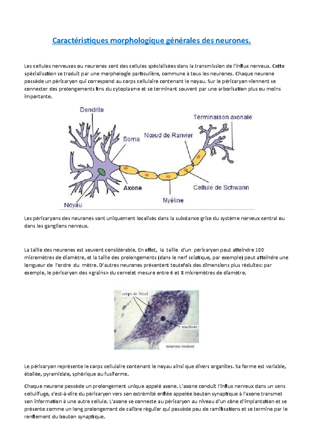 Caractéristiques morphologique générales des neurones - Les cellules ...