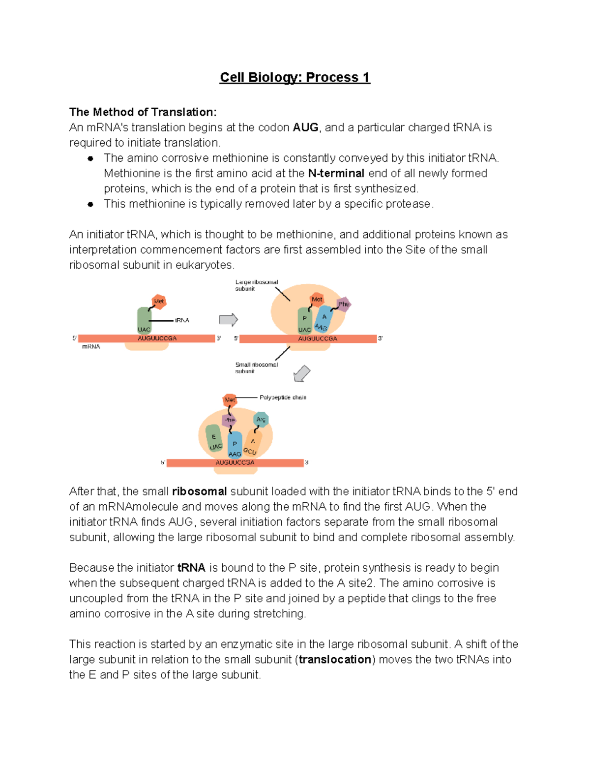 Cell Biology Process 1 - The amino corrosive methionine is constantly ...