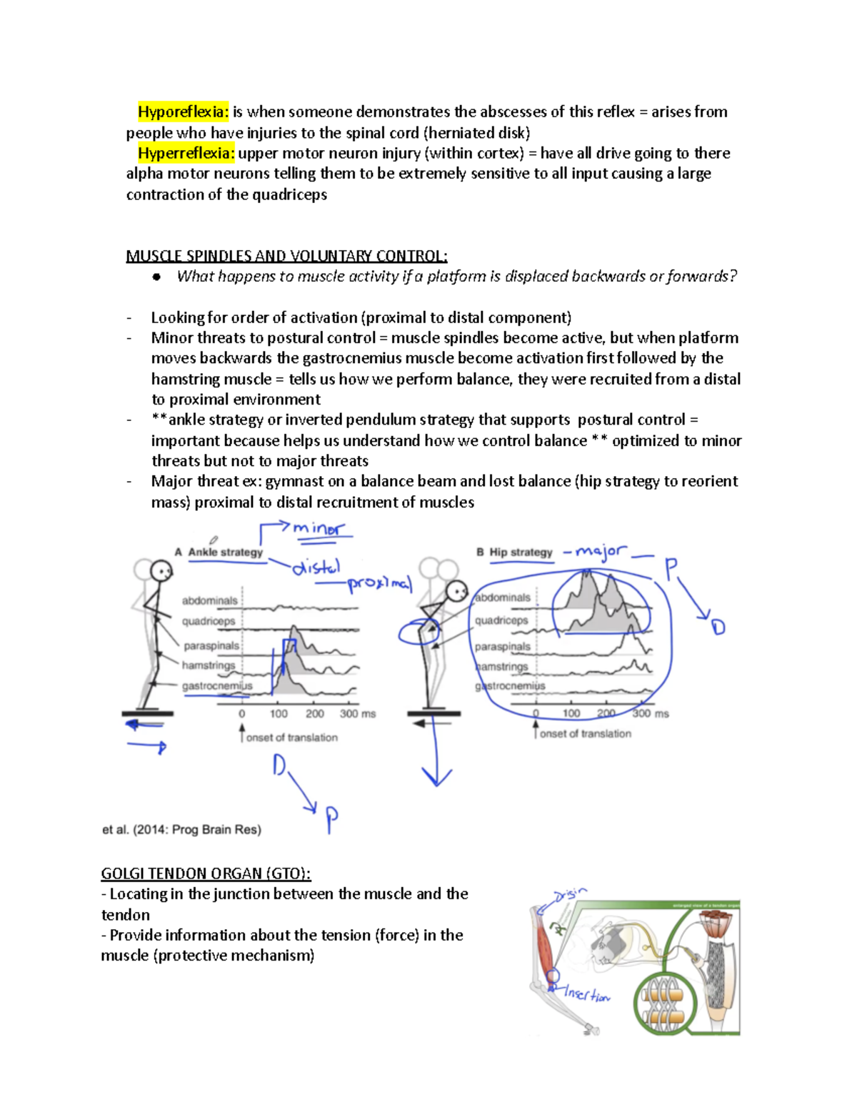 Kin 1080 Week 12 Muscle Spindles AND Voluntary Control - ฀ Hyporeflexia ...