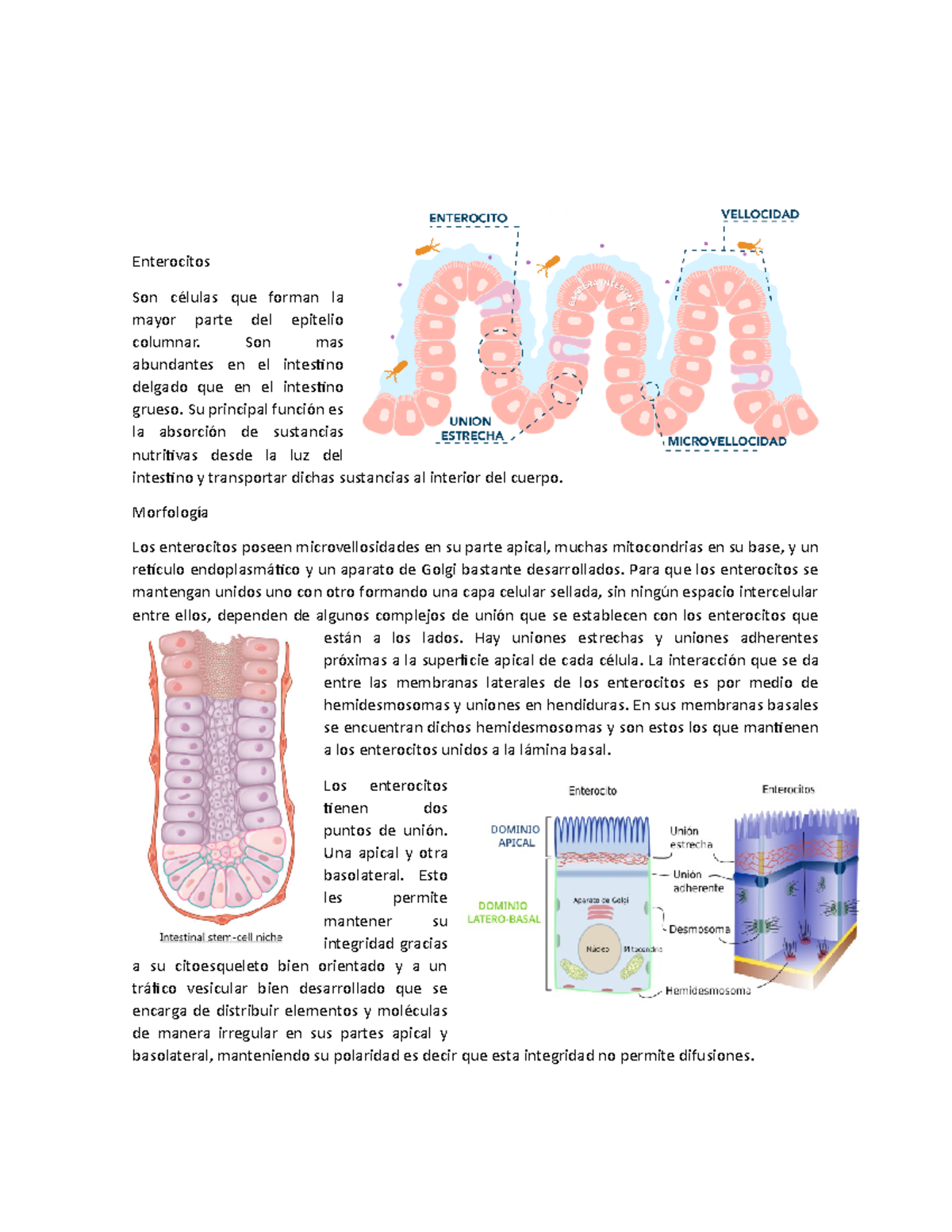 Enterocitos - Histologia - UAEH - Studocu