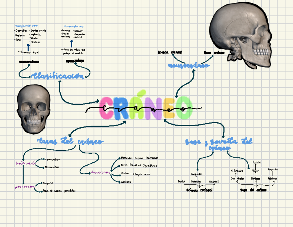 Cráneo - Anatomia general y superficial del cráneo - Compuesto ...