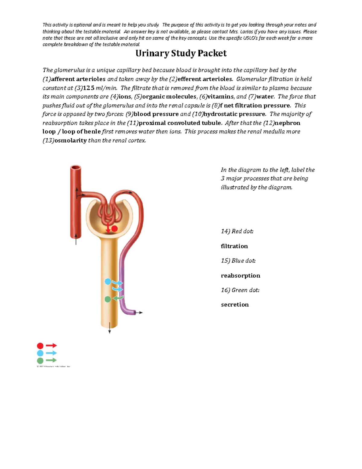 Urinarysystemstudypacket - thinking about the testable material. An ...