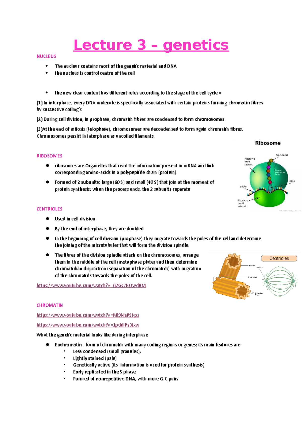 Lecture 3 - genetics notes - Lecture 3 genetics NUCLEUS The nucleus ...