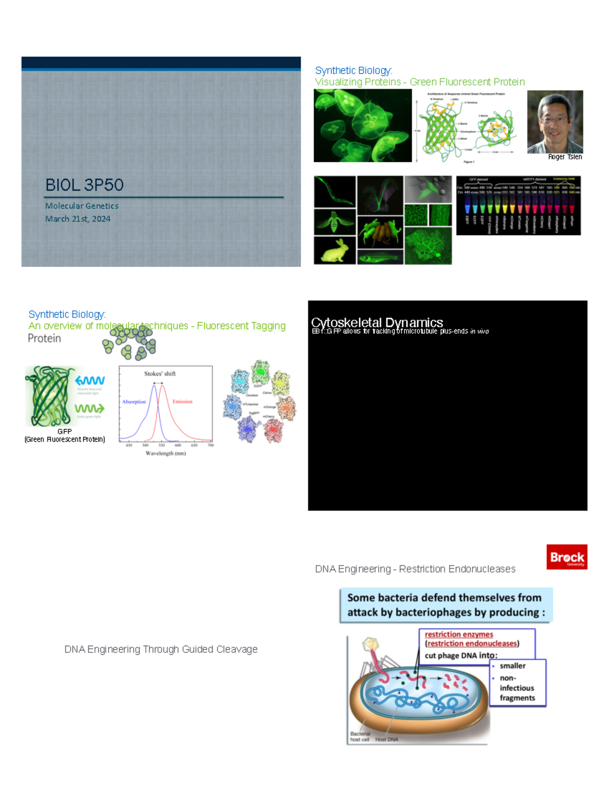 Print 14 - lecture notes - BIOL 3P Molecular Genetics March 21st, 2024 ...