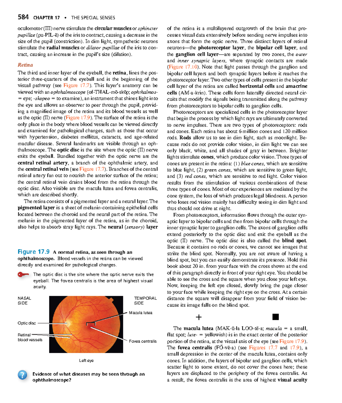 Anatomyand Physiology-206 - 584 CHAPTER 17 • THE SPECIAL SENSES of the ...