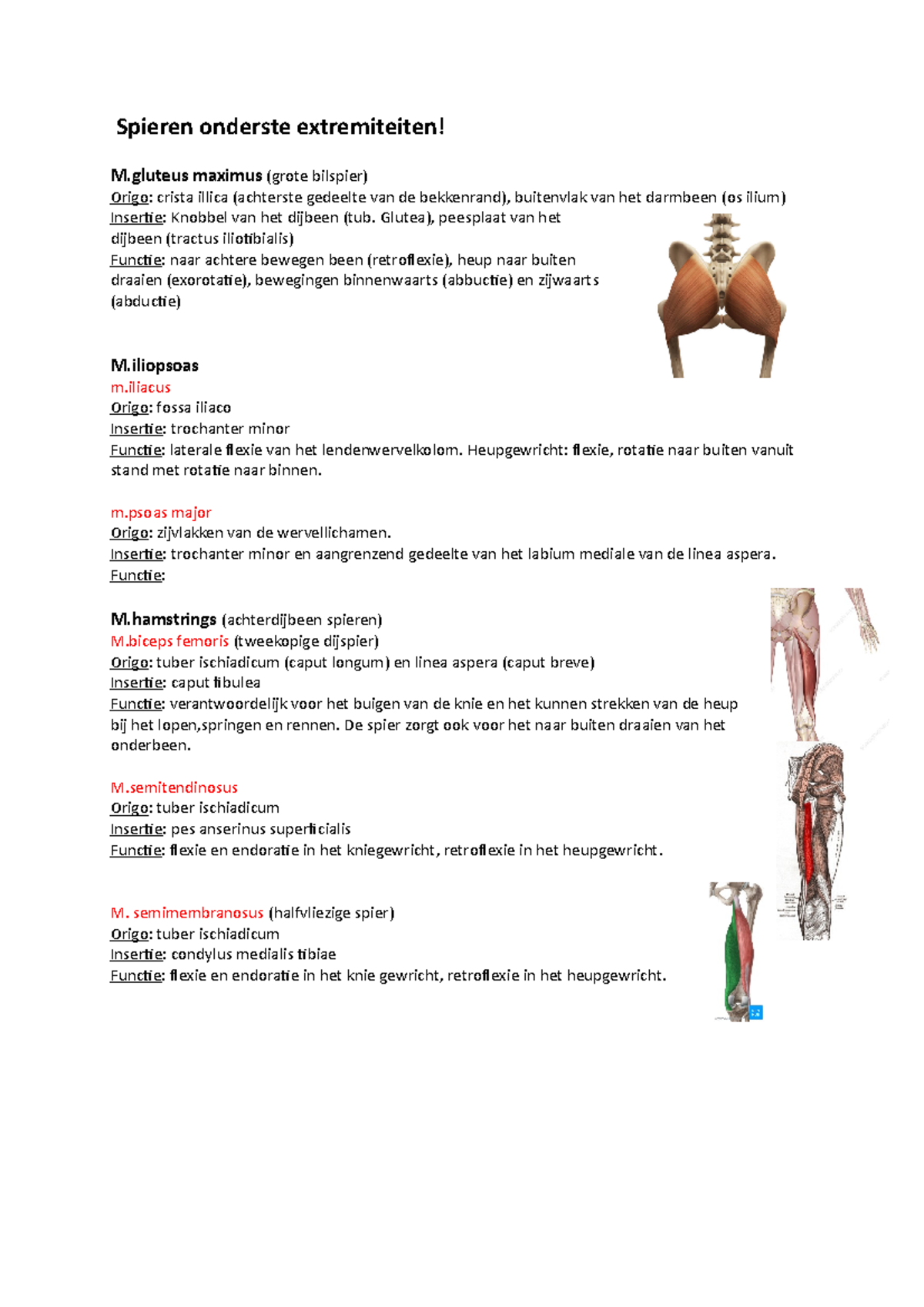 Spieren onderste extremiteiten thema 1 - Anatomie/Fysiologie ...