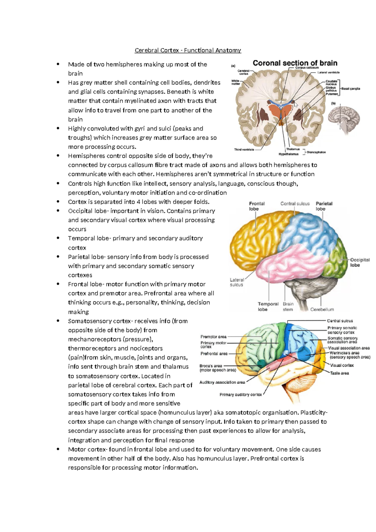 Cerebral Cortex Functional Anatomy - Cerebral Cortex - Functional ...