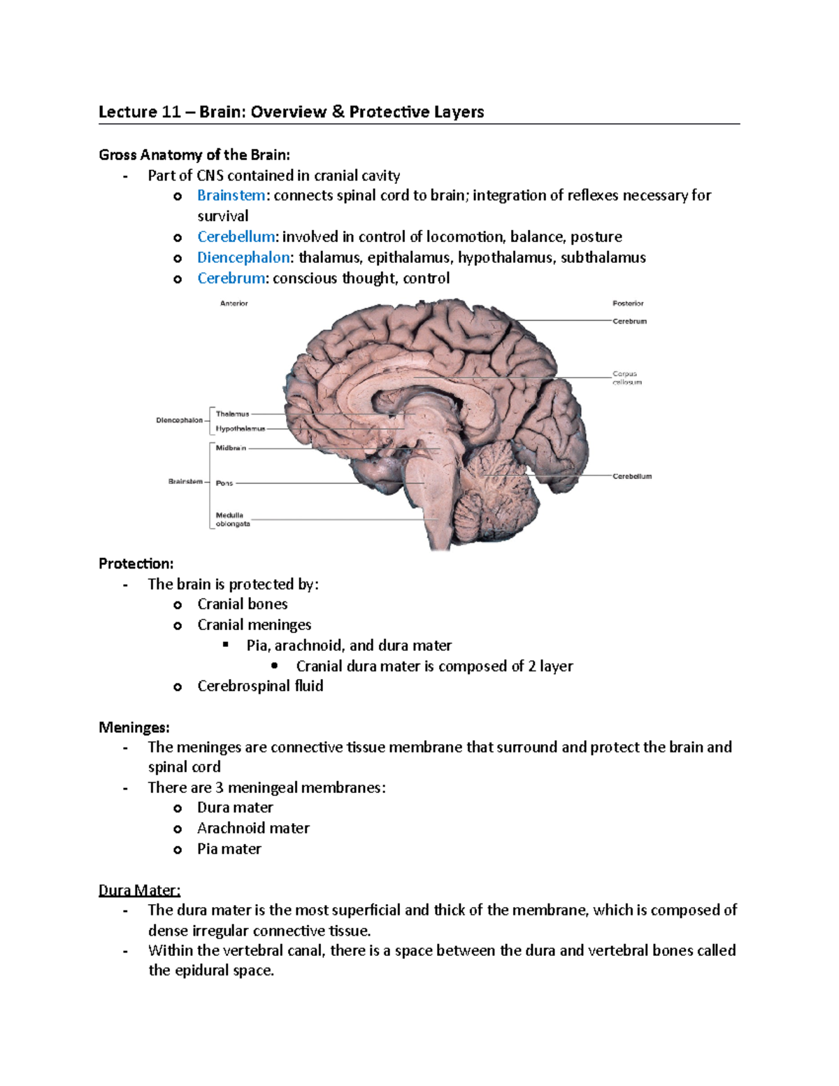 Lecture 11 - Brain overview and protective layer - Lecture 11 – Brain ...